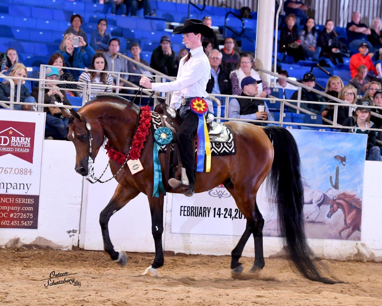 2019 Scottsdale Arabian Horse Show Rae Dawn Arabians 2019 Scottsdale Arabian Horse Show Rae Dawn Arabians