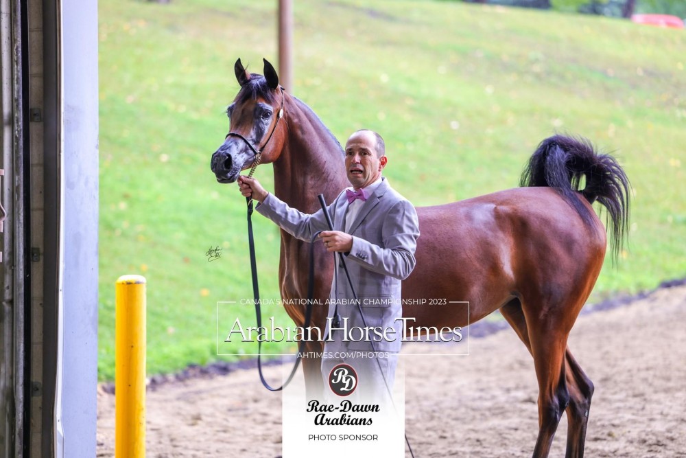Rae-Dawn Arabians