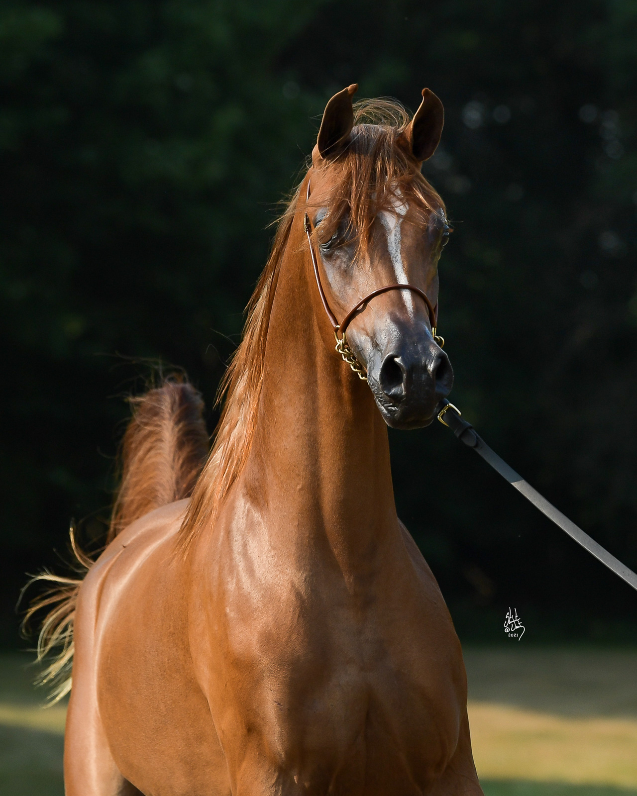 Rae-Dawn Arabians