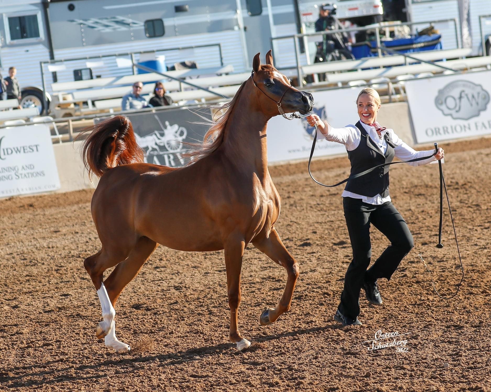 Rae-Dawn Arabians
